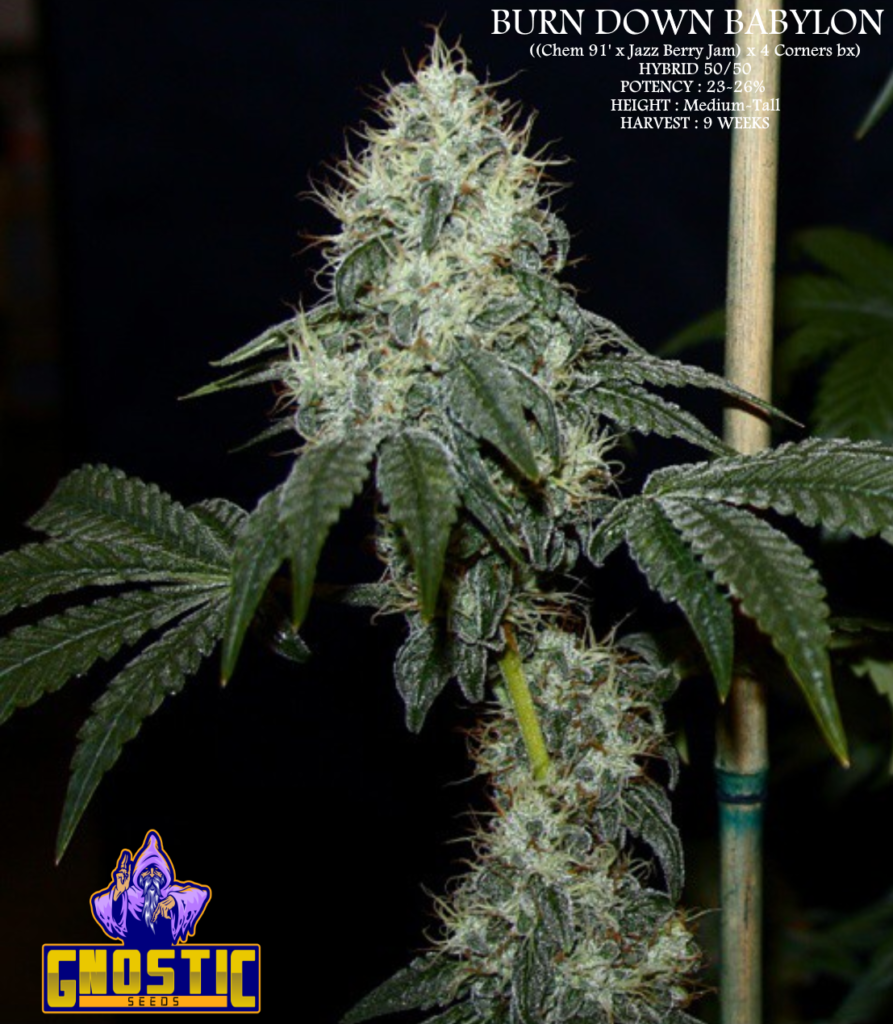 BURN DOWN BABYLON – SEED BANK INTERNATIONAL