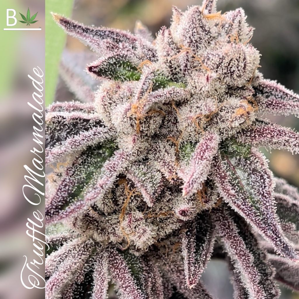 SEED BANK INTERNATIONAL – HEIRLOOM GENETICS