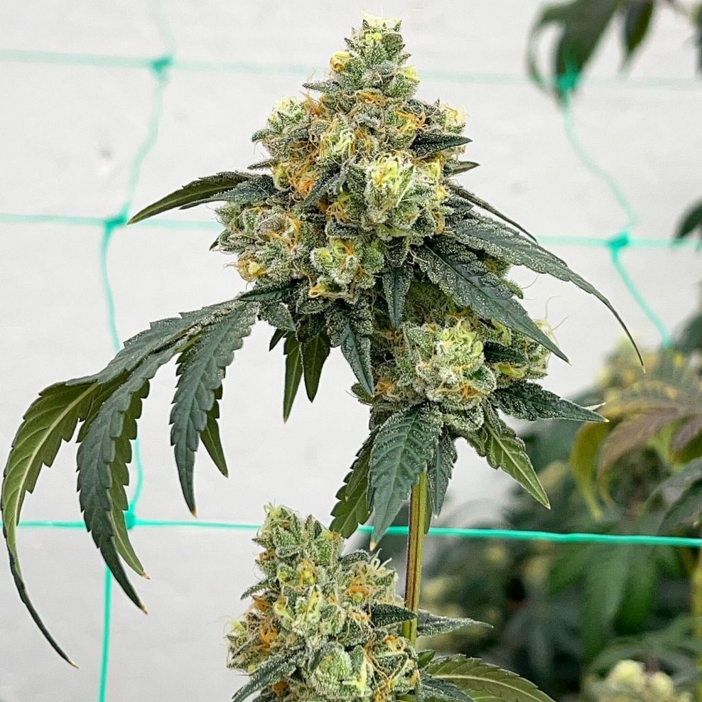 SEED BANK INTERNATIONAL – HEIRLOOM GENETICS