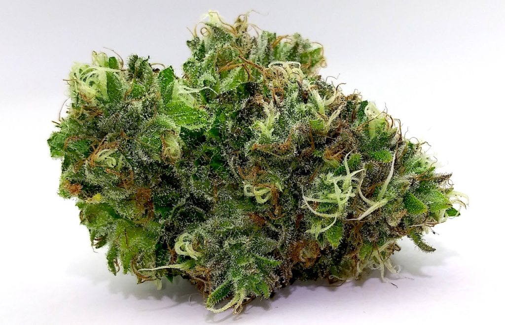 RASPBERRY DIESEL ZKITTLE – SEED BANK INTERNATIONAL