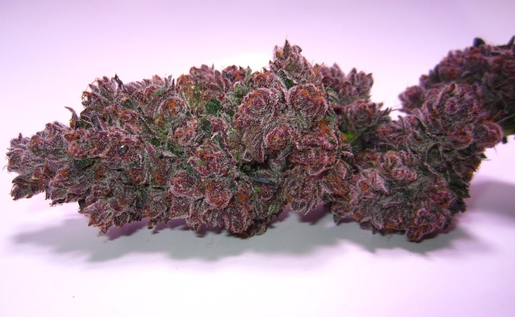 PHANTOM – SEED BANK INTERNATIONAL