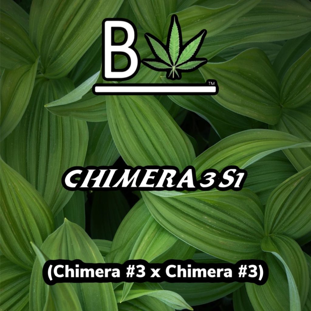 CHIMERA #3 S1 – SEED BANK INTERNATIONAL