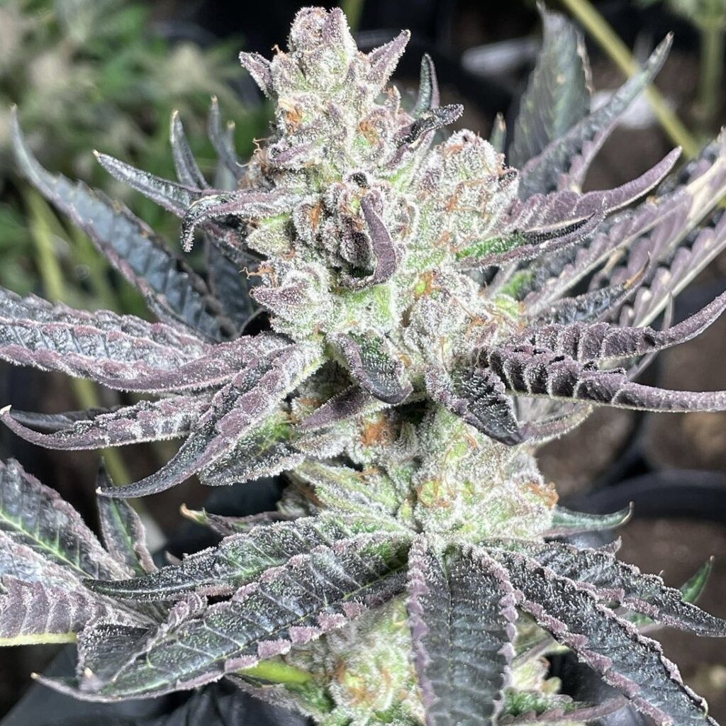 CAKE CRASHER – SEED BANK INTERNATIONAL