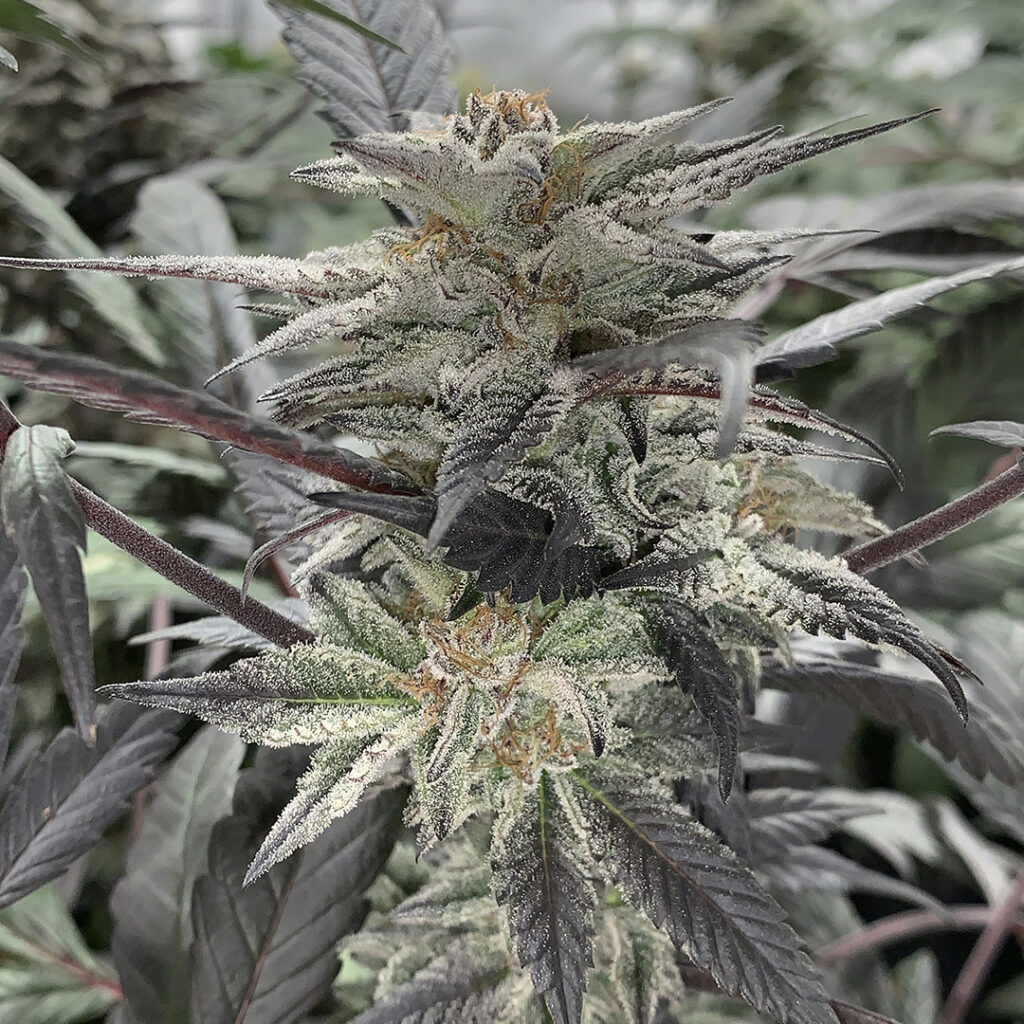 LARRY CREAM – SEED BANK INTERNATIONAL