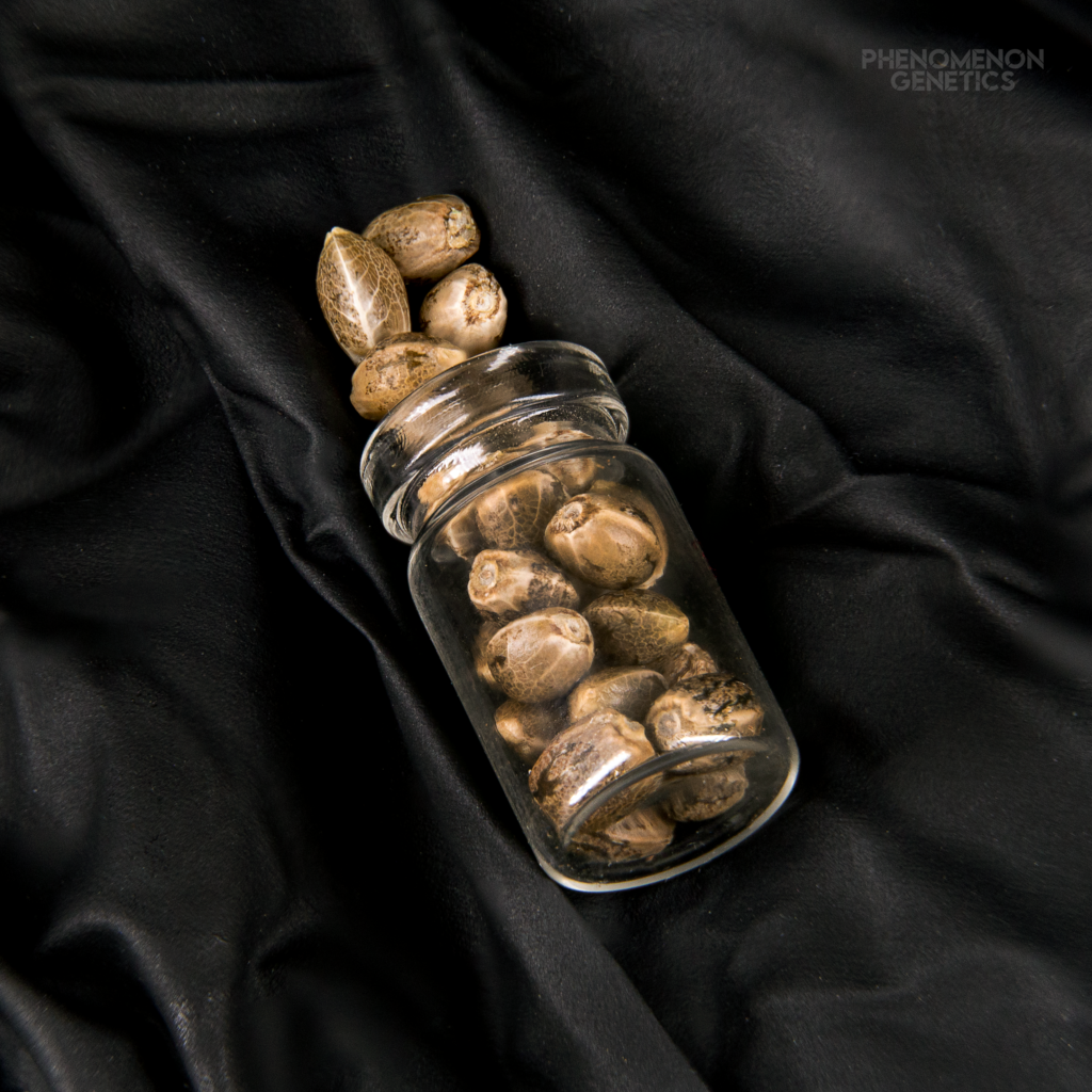 CRAZY MELONZ – SEED BANK INTERNATIONAL