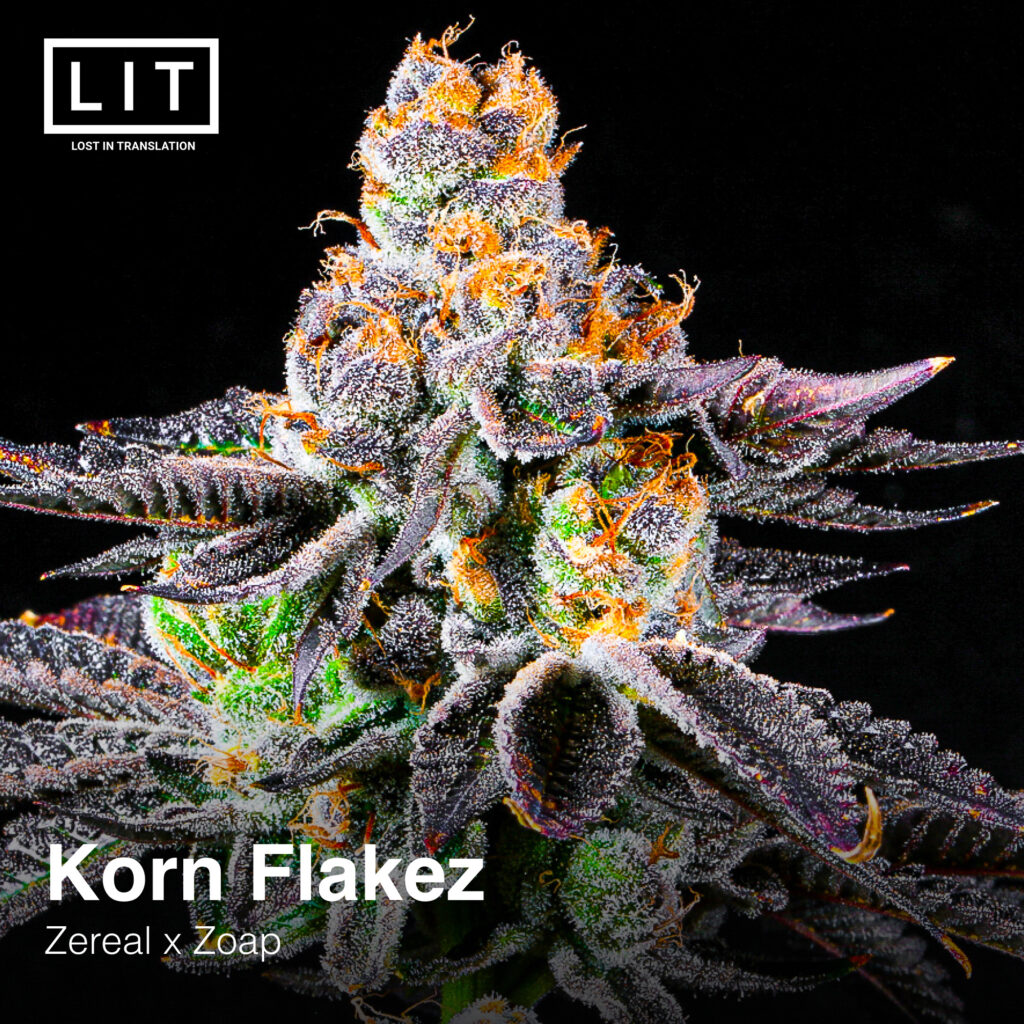 KORN FLAKEZ – SEED BANK INTERNATIONAL