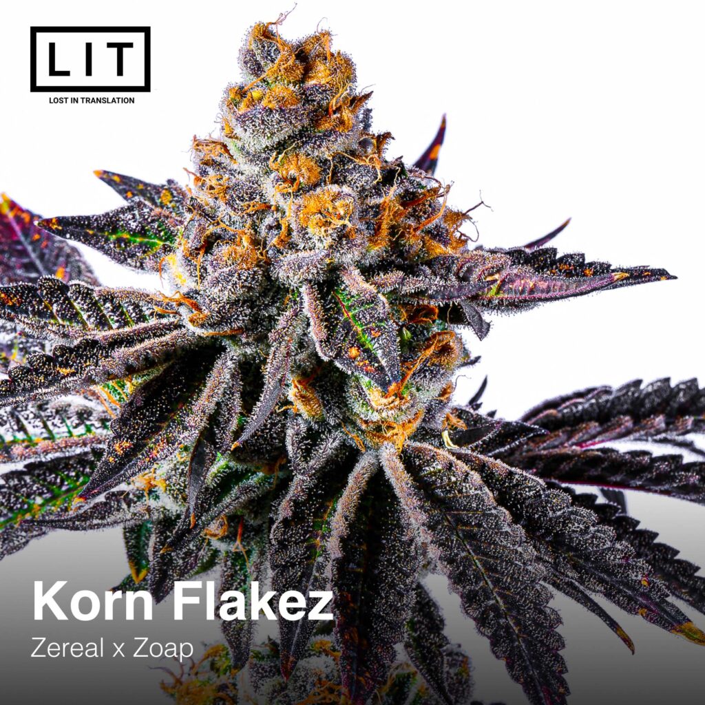 KORN FLAKEZ – SEED BANK INTERNATIONAL