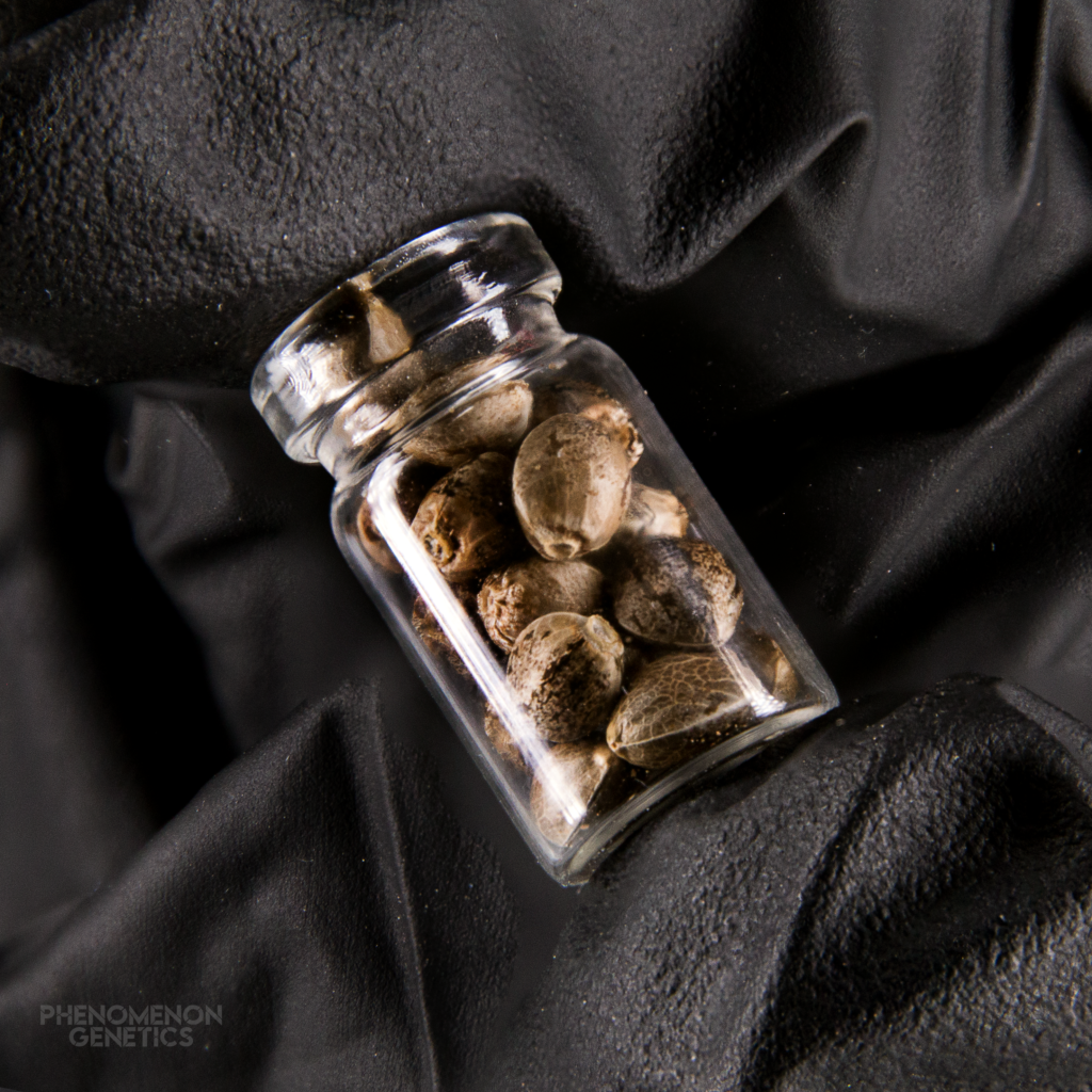 CRAZY MELONZ – SEED BANK INTERNATIONAL