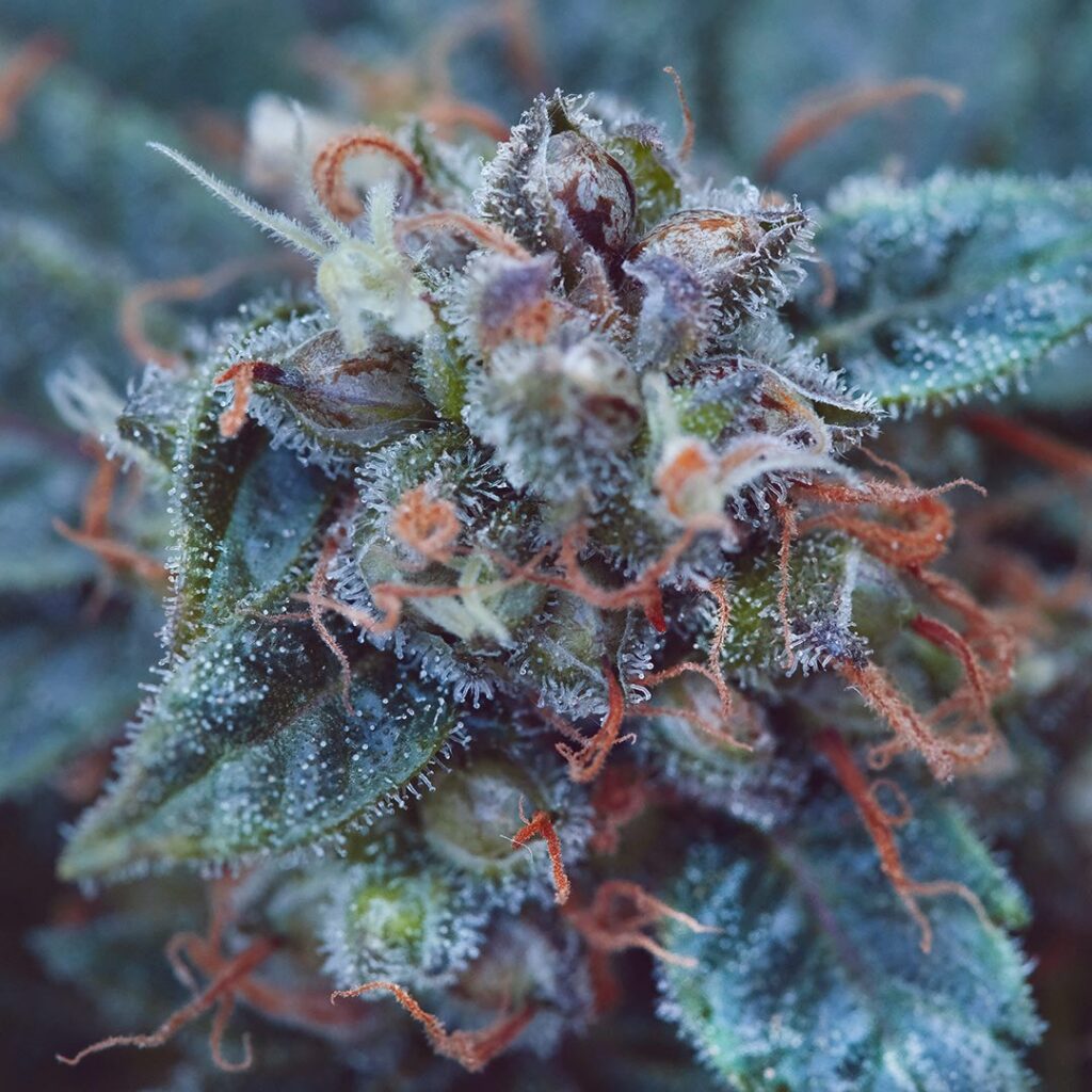 COLOMBIAN SUPER SKUNK – SEED BANK INTERNATIONAL