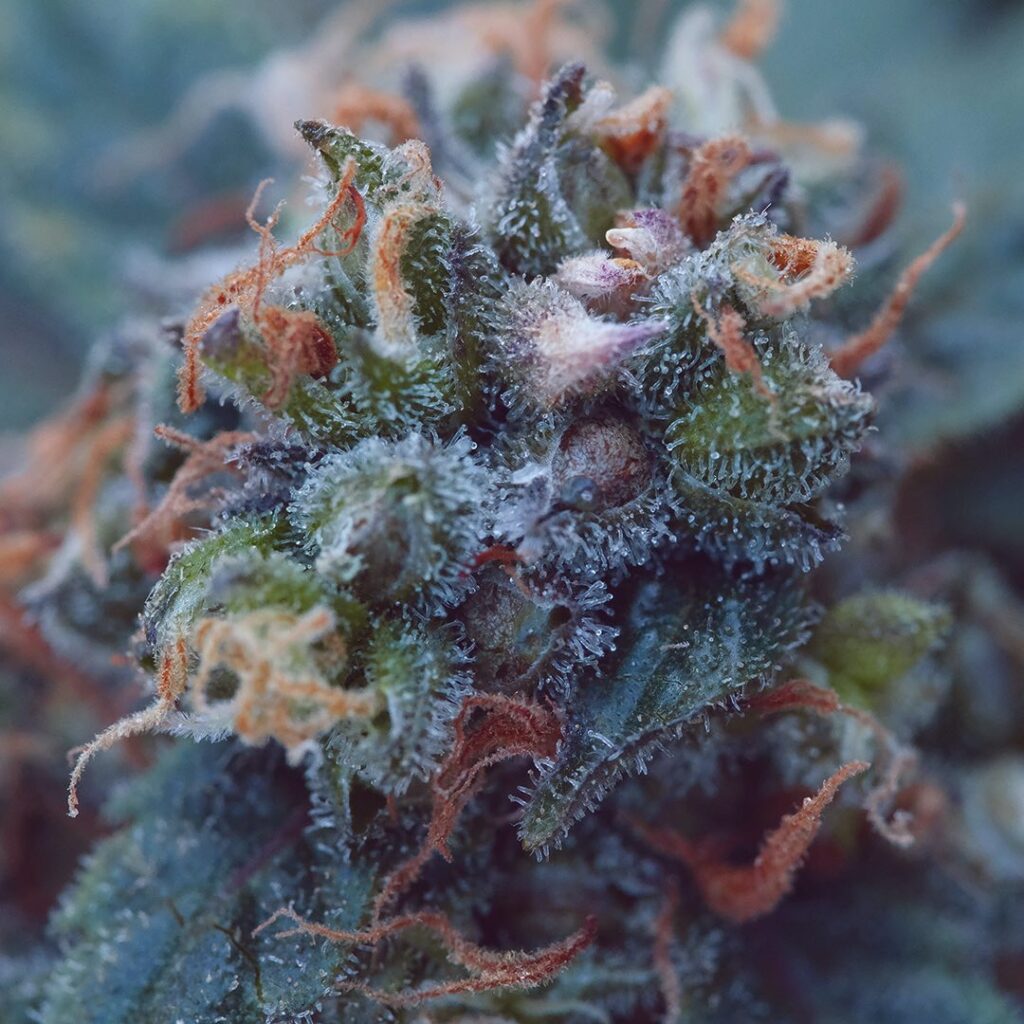 COLOMBIAN SUPER SKUNK – SEED BANK INTERNATIONAL