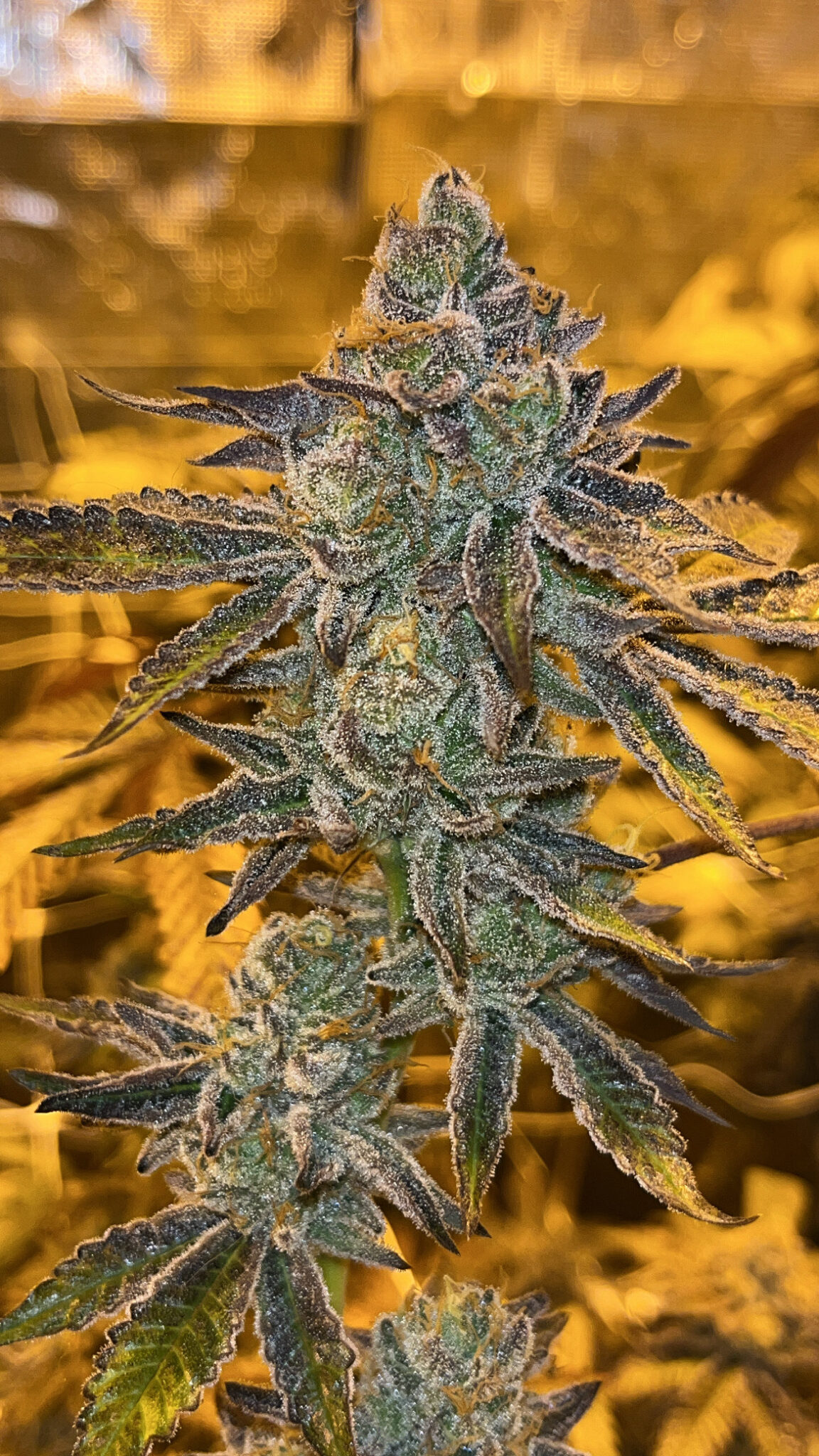 DOUBLE FELIX – SEED BANK INTERNATIONAL