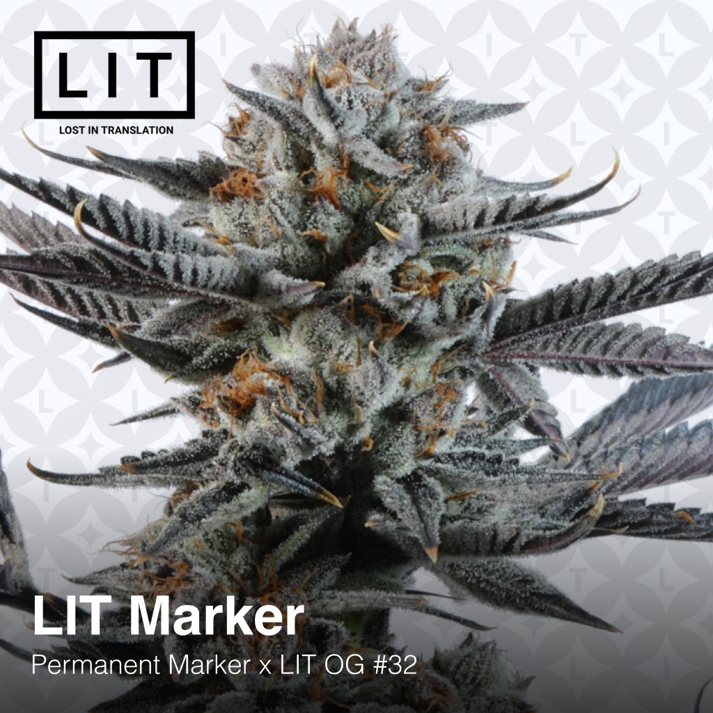 LIT FARMS – SEED BANK INTERNATIONAL