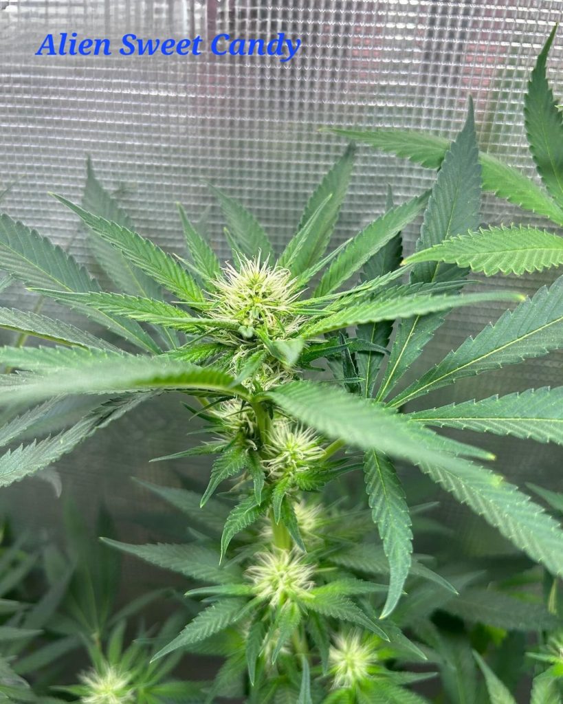 ALIEN SWEET CANDY – SEED BANK INTERNATIONAL