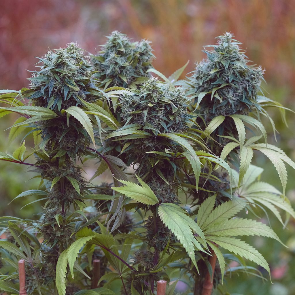 SEED BANK INTERNATIONAL – Heirloom Genetics & Breeders