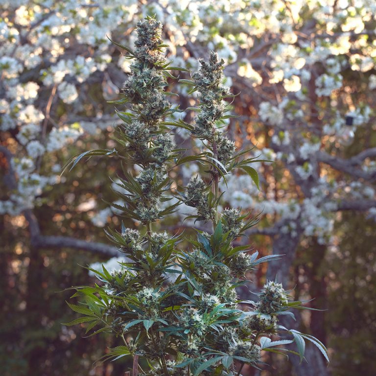 SEED BANK INTERNATIONAL – Heirloom Genetics & Breeders