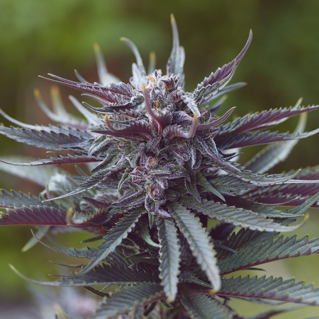 SEED BANK INTERNATIONAL – Heirloom Genetics & Breeders